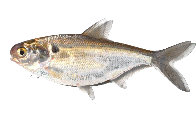 shad – Environmental Epidemiology