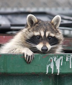 Rabies Program – Roanoke Health District