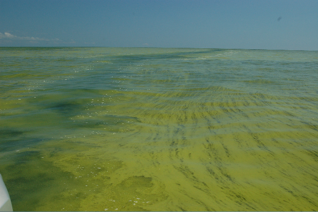 Harmful Algal Blooms (HABs) – Drinking Water