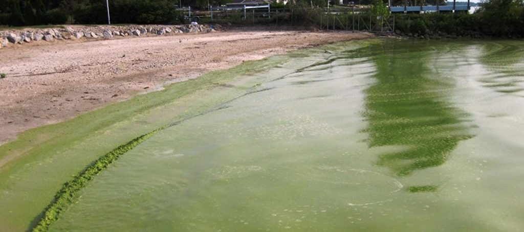 Harmful Algal Blooms – Waterborne Hazards Control