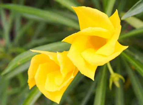 Yellow Oleander Warning - Environmental Health