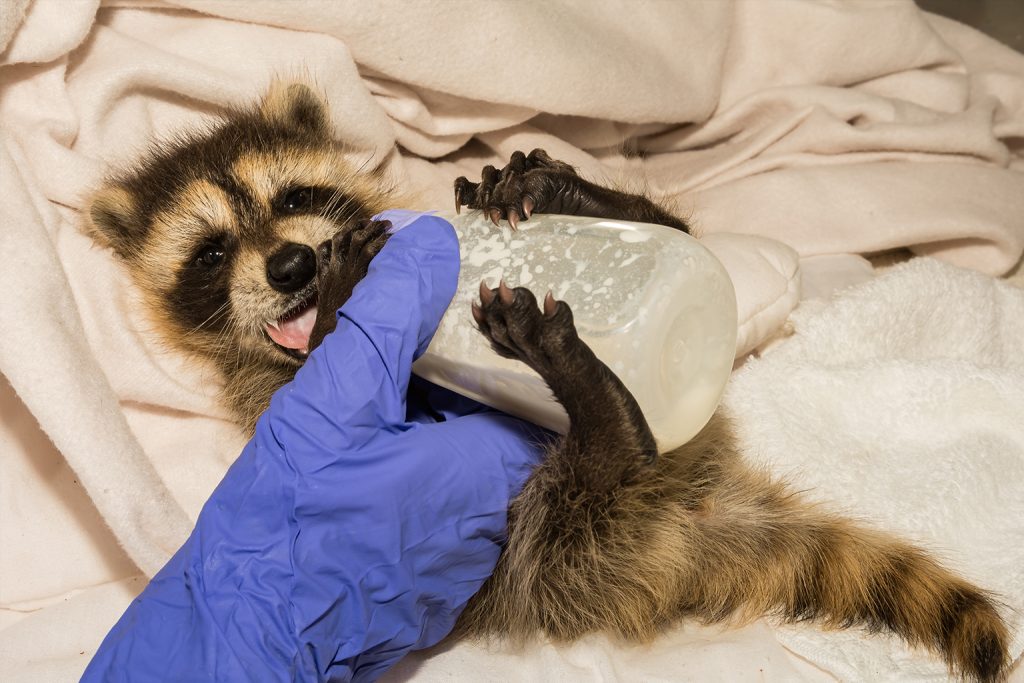 Rabies Control – Animal Contact & Human Health