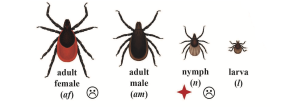 Tick Identification – Ticks