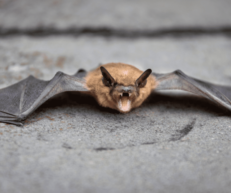 Rabies – Prince William Health District