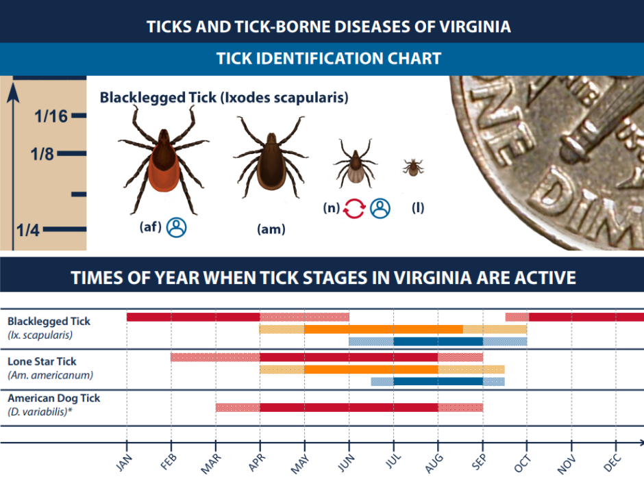 Ticks Safety - Newsroom