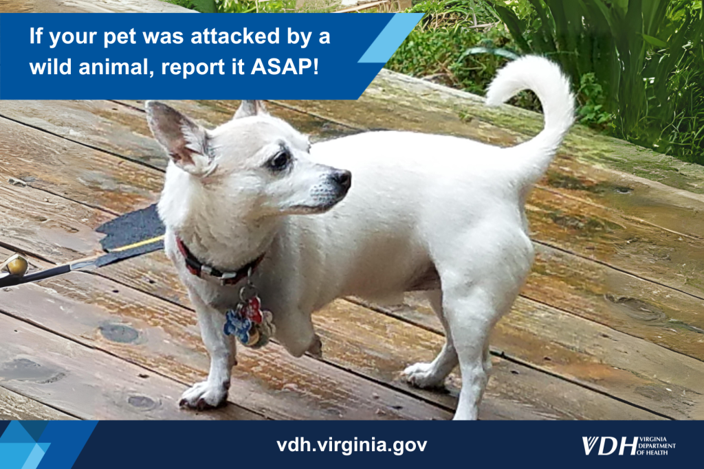 Animal Safety - Newsroom