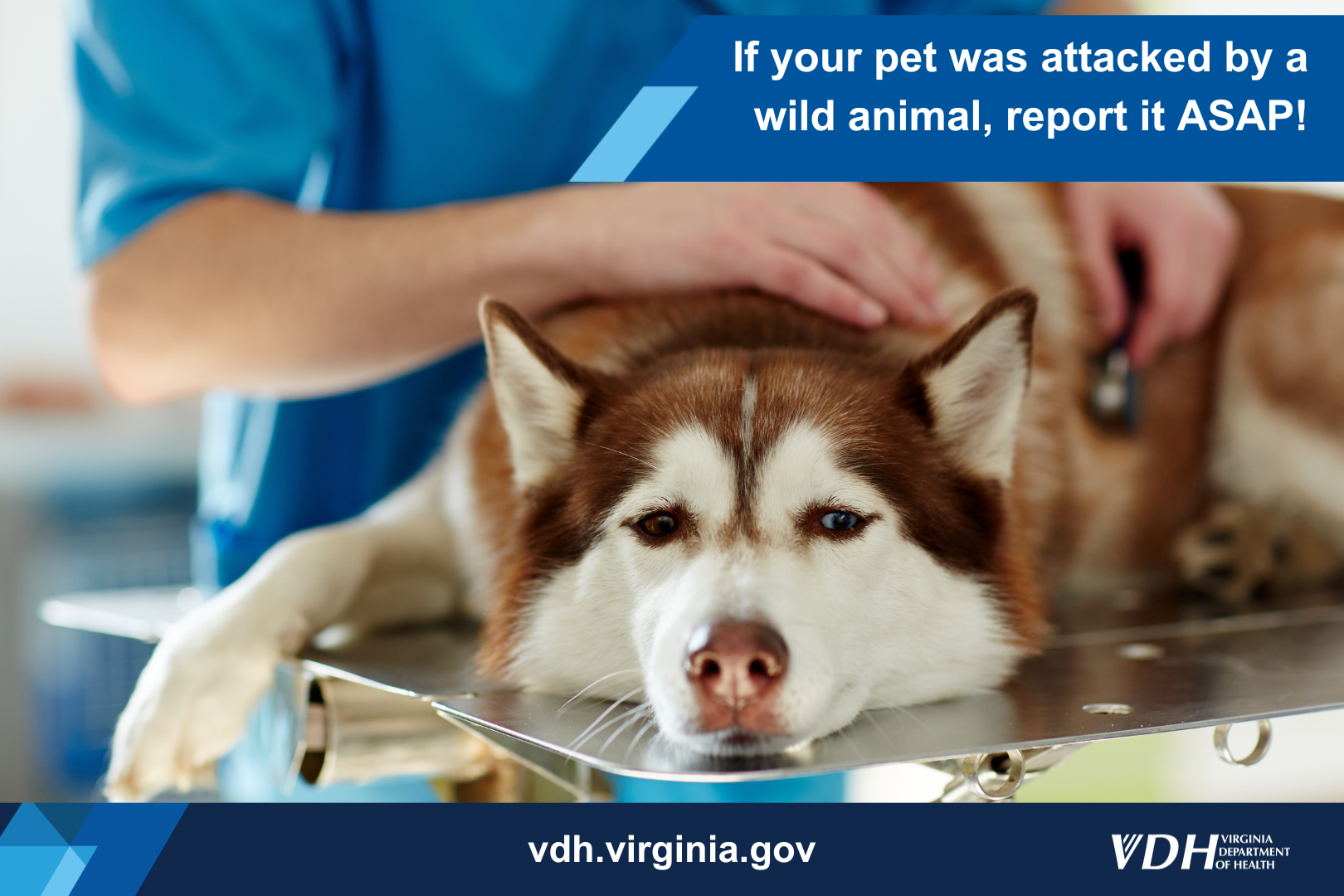 Animal Safety - Newsroom