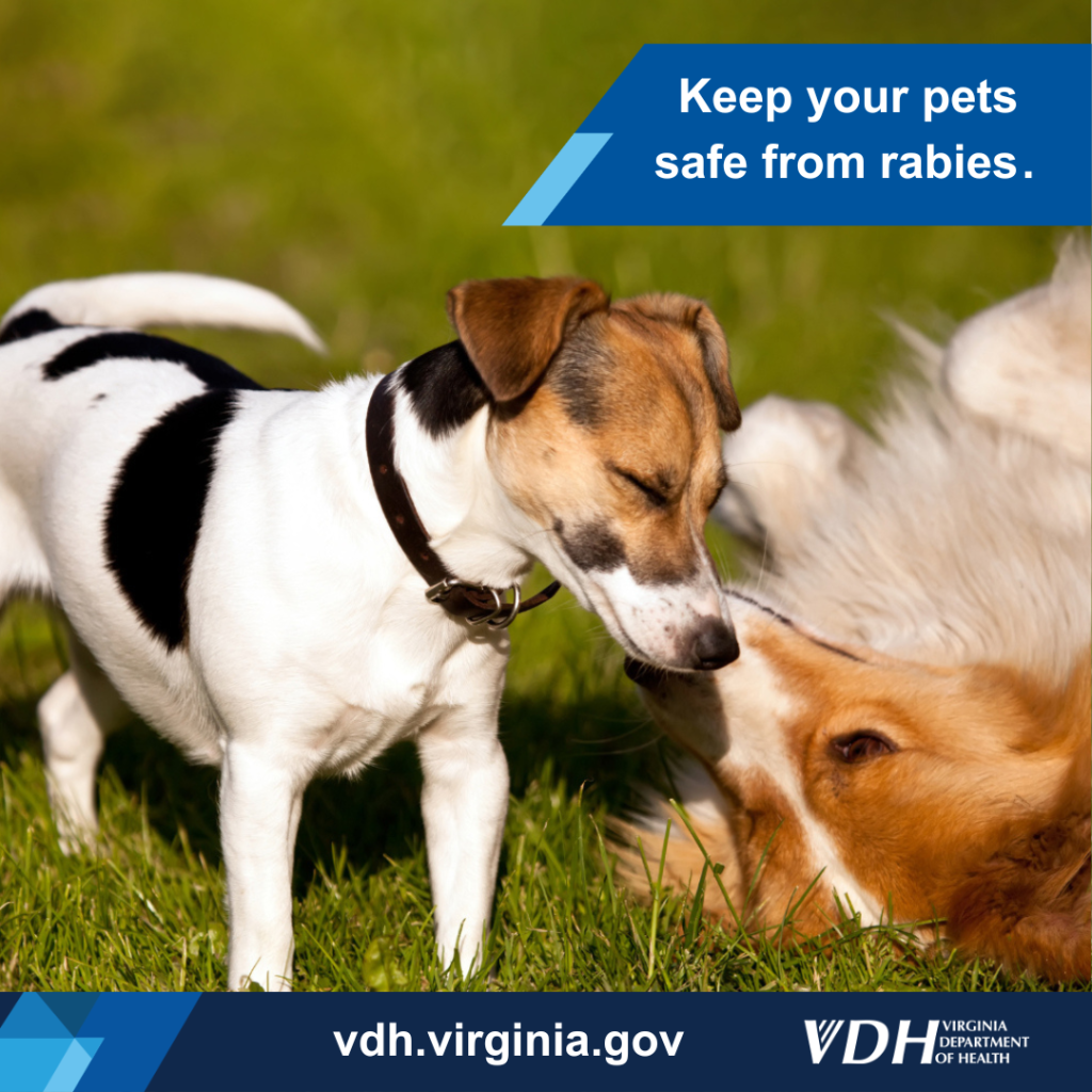 Animal Safety - Newsroom