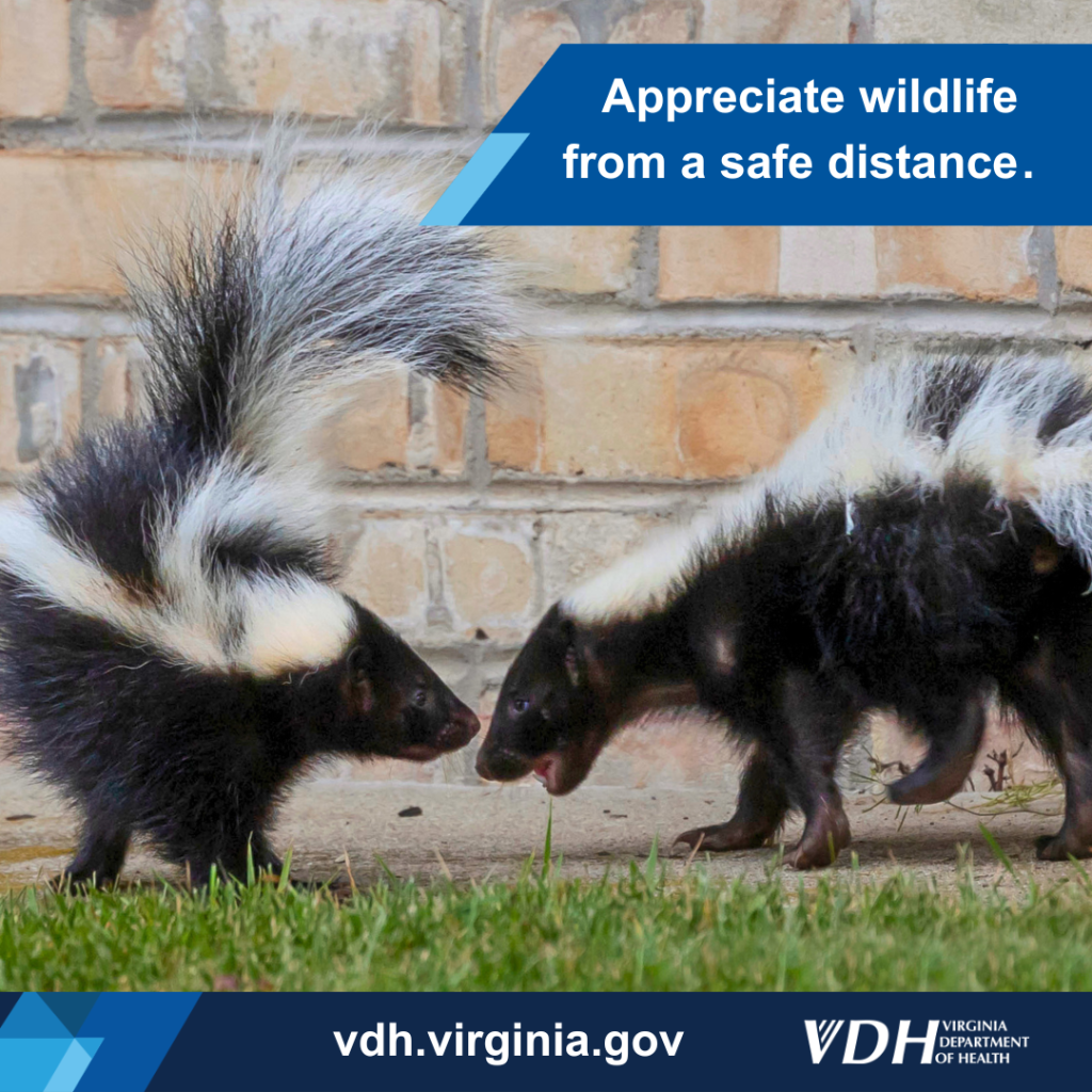 Animal Safety - Newsroom